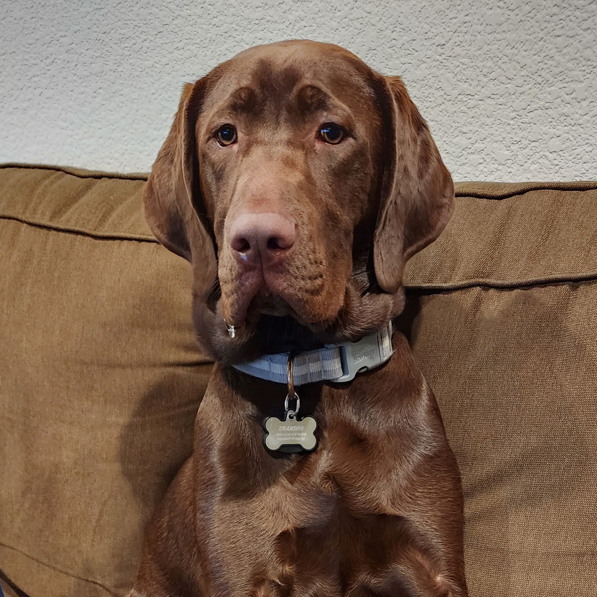 Meet Brandy, the Dog - Sunny the Cat & Co.